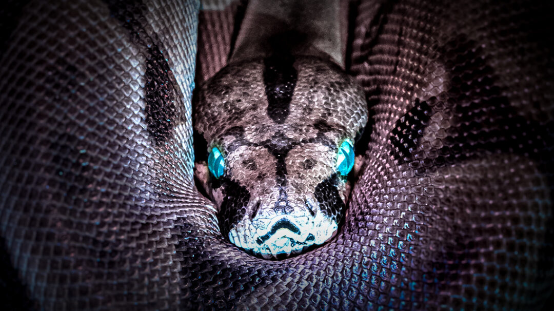 Native American Astrology - The Snake Totem - AstroloGeeks™